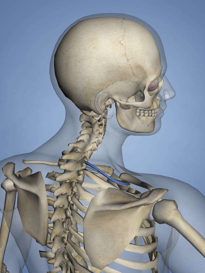 Erste Rippe, Rib Cage, Modell 3D Stock Abbildung - Illustration von ...