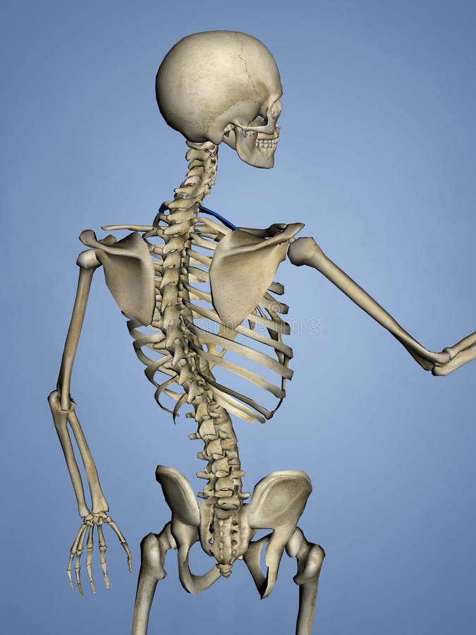 Erste Rippe, Rib Cage, Modell 3D Stock Abbildung - Illustration von ...