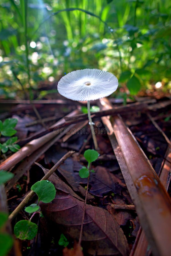 Ertical View, White Toadstool Tree Growing among the Humus of Dry ...