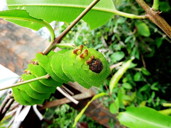 Eruca stockfoto. Bild von gleiskette, insekt, made, larve - 17290516