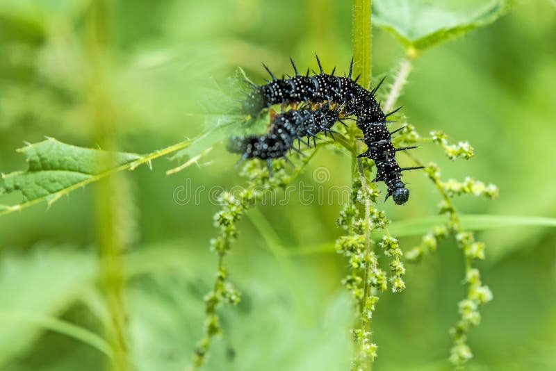 Eruca of peacock butterfly stock photo. Image of wildlife - 97448046