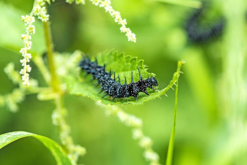 Eruca of peacock butterfly stock photo. Image of butterfly - 97448078