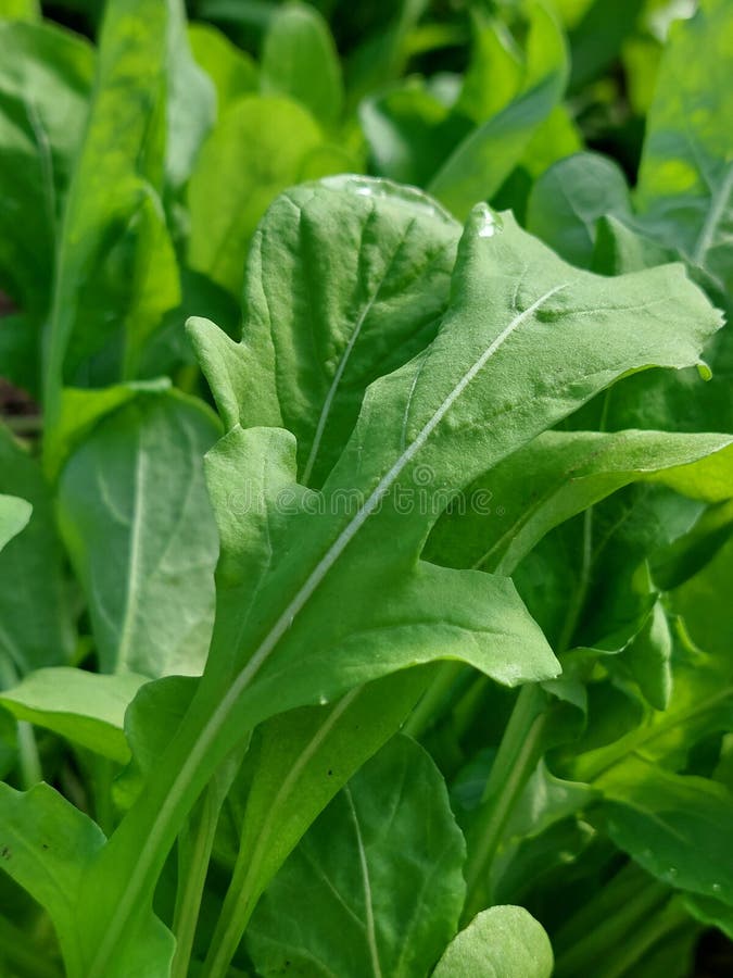 1,496 Eruca Sativa Stock Photos - Free & Royalty-Free Stock Photos from ...