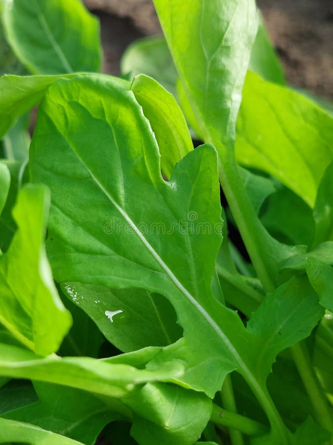 1,496 Eruca Sativa Stock Photos - Free & Royalty-Free Stock Photos from ...