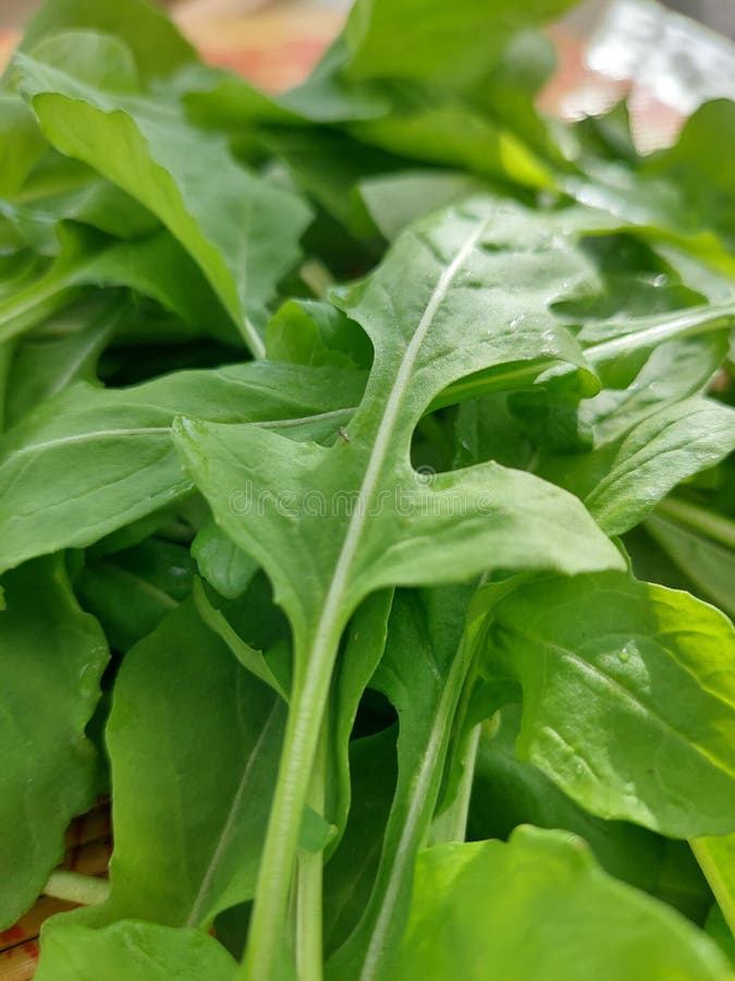 1,496 Eruca Sativa Stock Photos - Free & Royalty-Free Stock Photos from ...