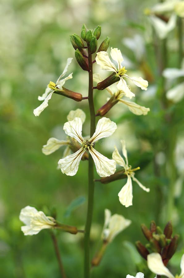 Eruca sativa imagem de stock. Imagem de verde, alface - 11303591