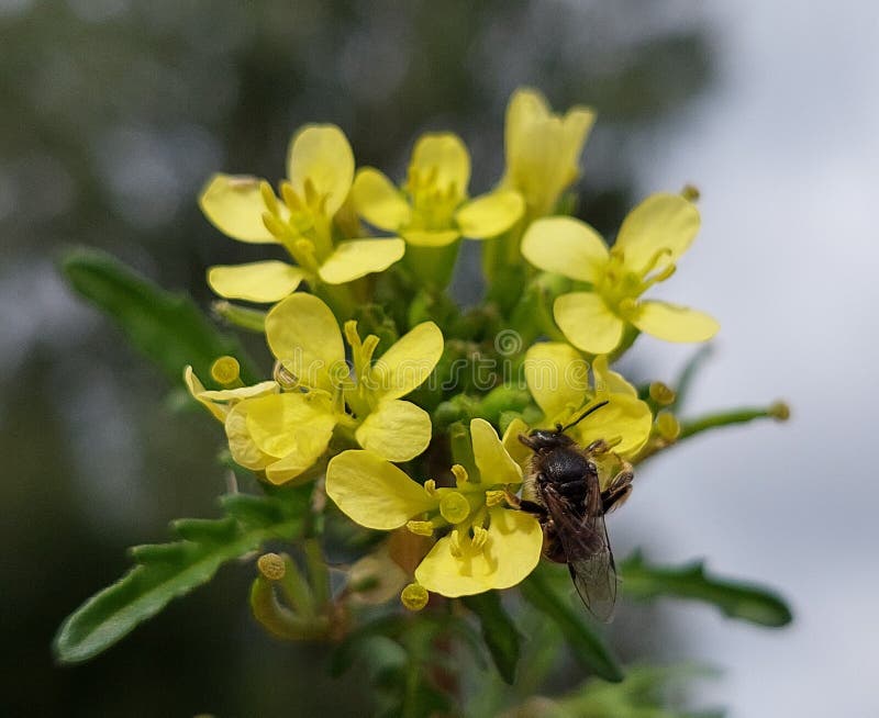 Erucastrum gallicum stock photo. Image of hairy, blooming - 260129762