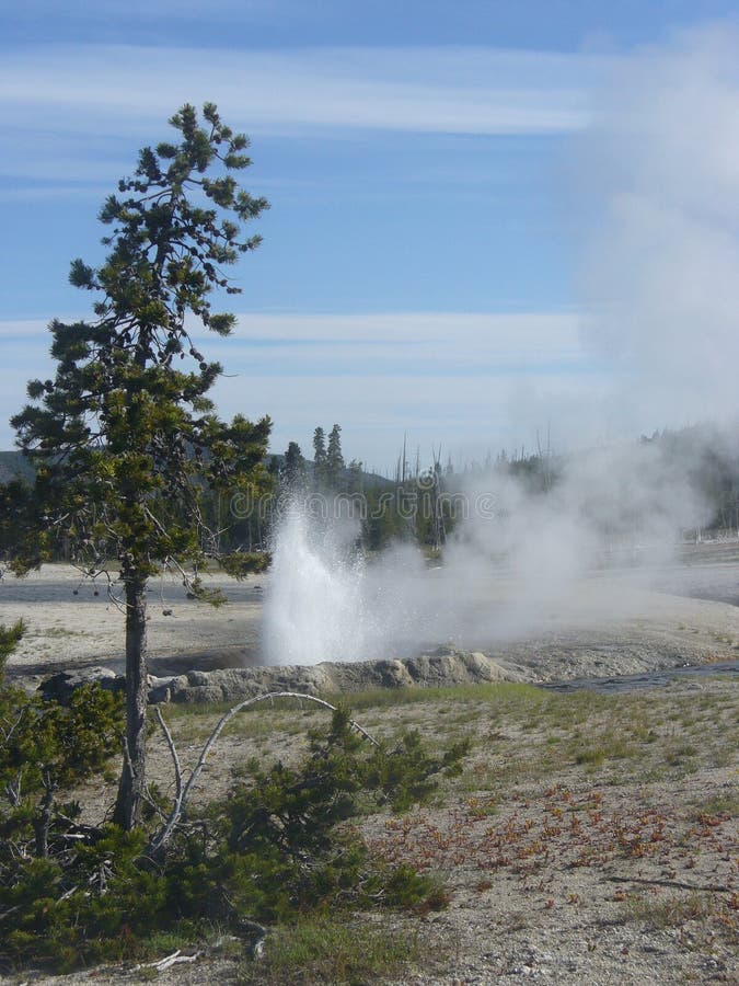 Erupting Geyser stock photo. Image of steam, clouds, forest - 25869890