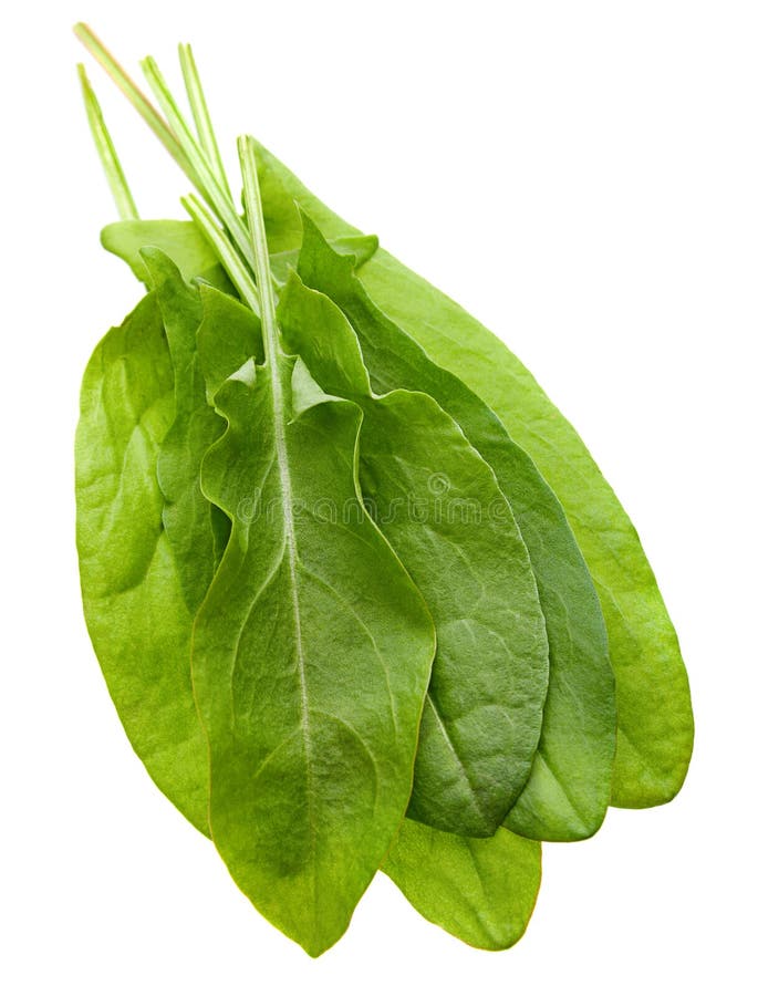 Close up da erva da azeda imagem de stock. Imagem de folha - 41464289