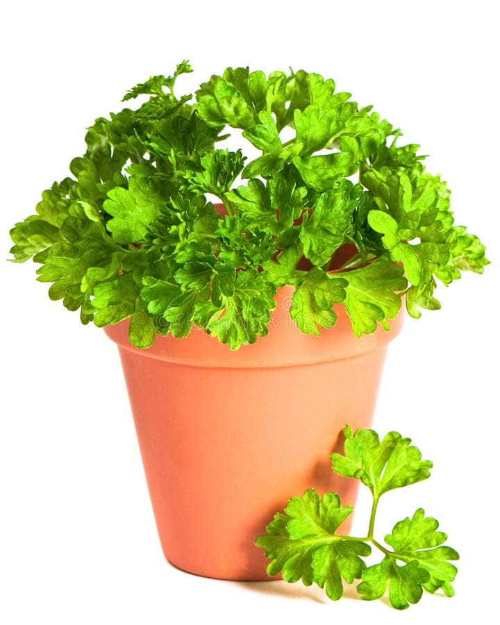 A Erva Da Salsa, Manjericão Sae, Aneto, Especiaria Dos Alecrins Imagem ...