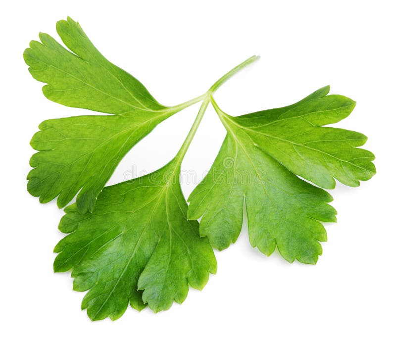 Erva Da Salsa Do Jardim & X28; Cilantro& X29; Folha Isolada No Branco ...