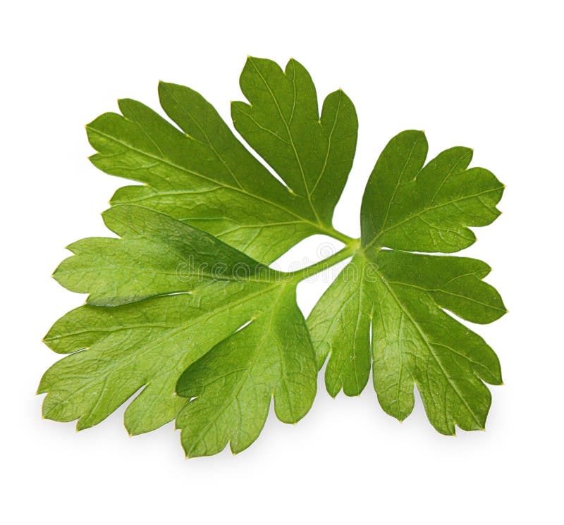 Erva da salsa isolada imagem de stock. Imagem de salsa - 32920847