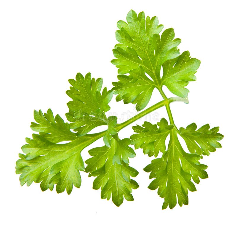 Erva da salsa isolada foto de stock. Imagem de alimento - 34288952
