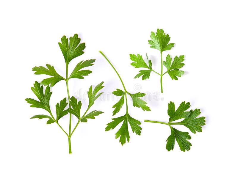 Erva Da Salsa Isolada No Fundo Branco Foto de Stock - Imagem de ervas ...