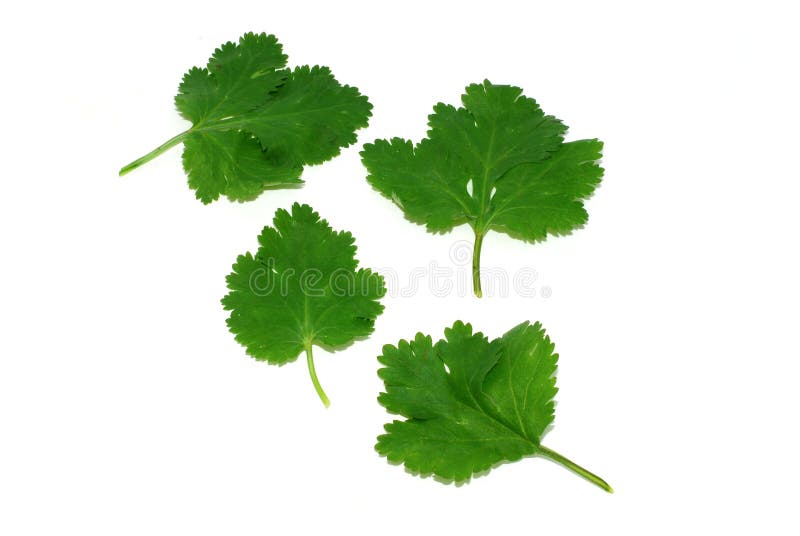 Erva Da Salsa Isolada No Fundo Branco Foto de Stock - Imagem de verde ...