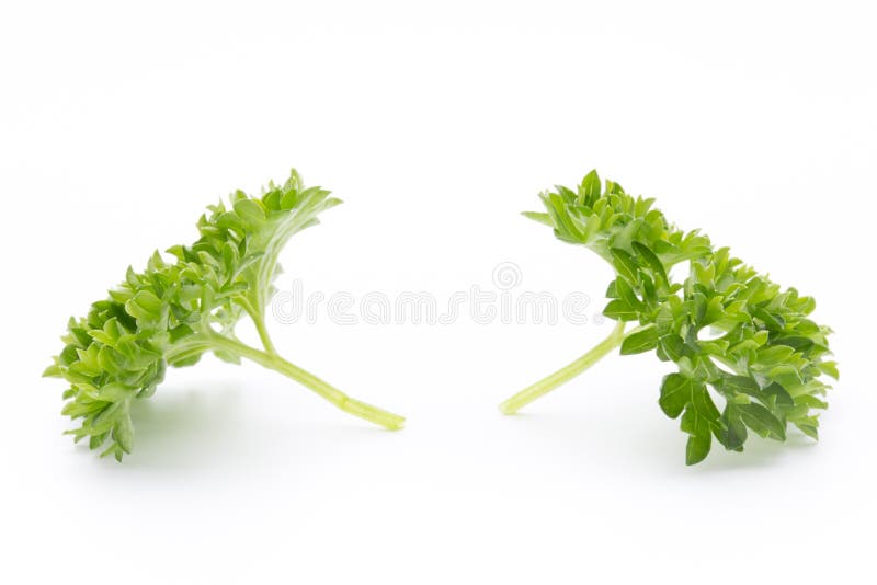 Erva Da Salsa Isolada No Fundo Branco Foto de Stock - Imagem de frescor ...