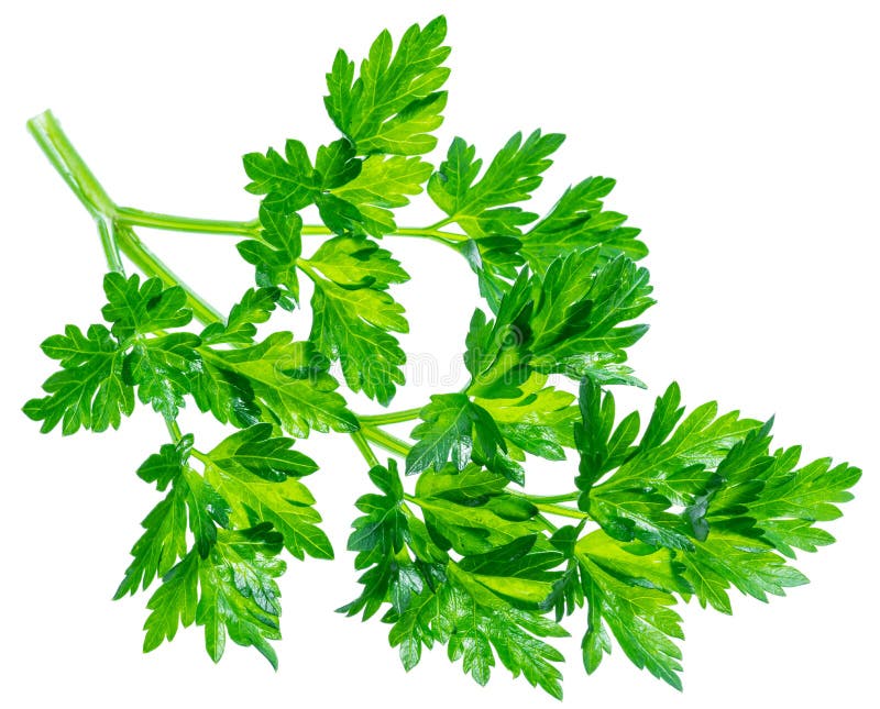 Erva de salsa imagem de stock. Imagem de orgânico, salsa - 241269611