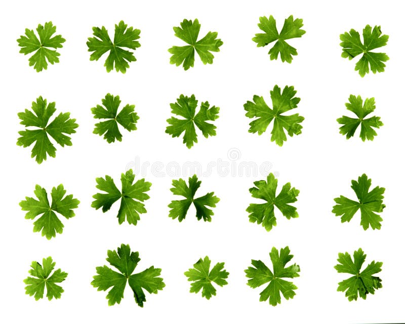 Erva do coentro (coentro) imagem de stock. Imagem de ingrediente - 40891393