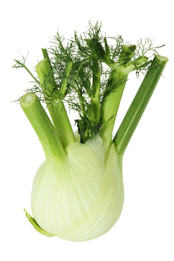 Planta da erva-doce imagem de stock. Imagem de seasoning - 16460637