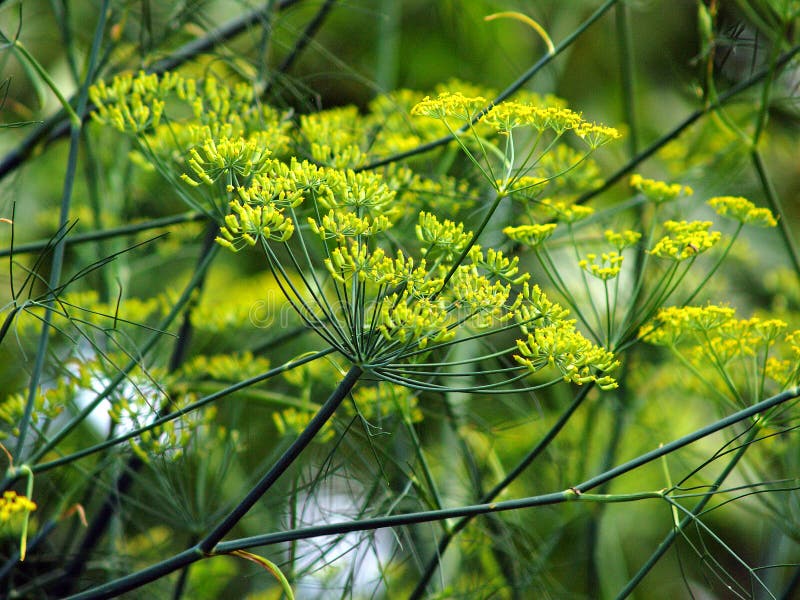Erva-doce foto de stock. Imagem de tempero, medicina - 14381348
