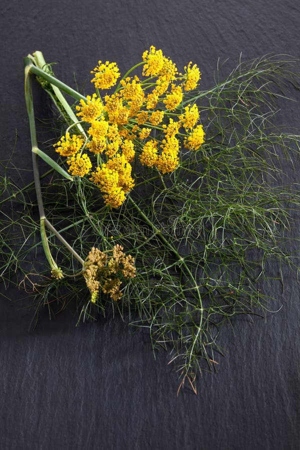 Erva-doce Doce, Erva Medicinal Imagem de Stock - Imagem de florescer ...