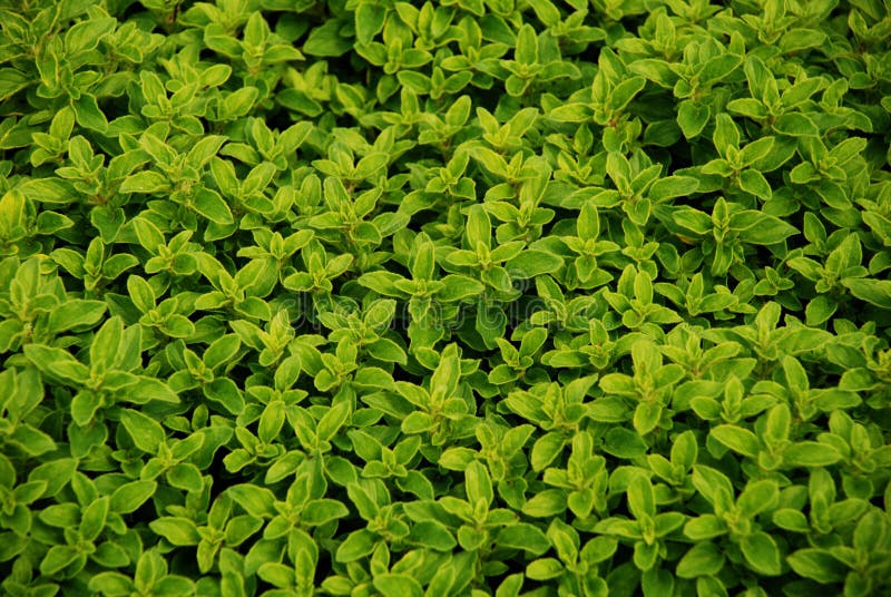 Ervas verdes foto de stock. Imagem de jardim, fresco - 11217974