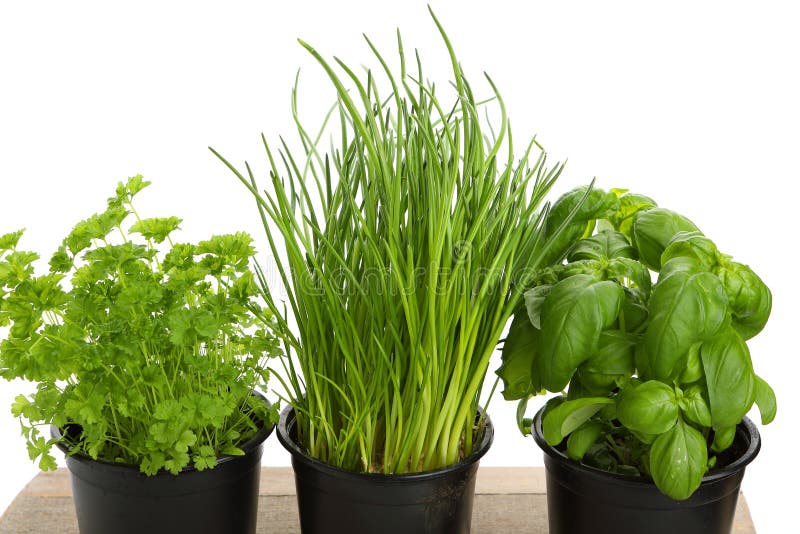 Ervas Verdes Diferentes Para Cozinhar Foto de Stock - Imagem de verde ...