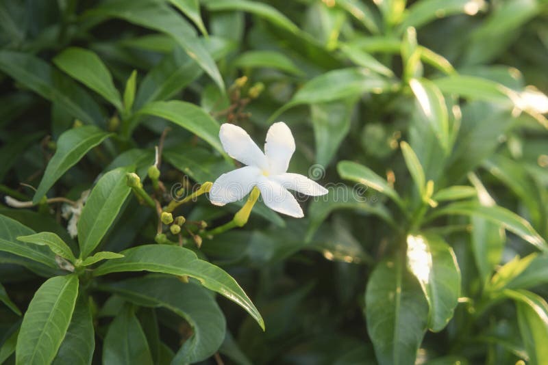 Ervatamia on Bokeh Backgound. Stock Image - Image of isolated, tropical ...