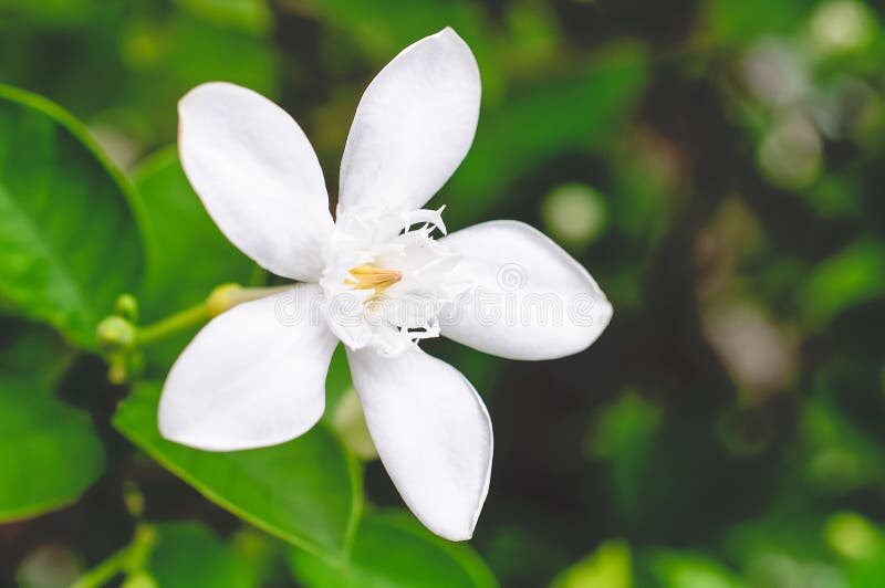 Ervatamia in Close Up View stock image. Image of flower - 79082589