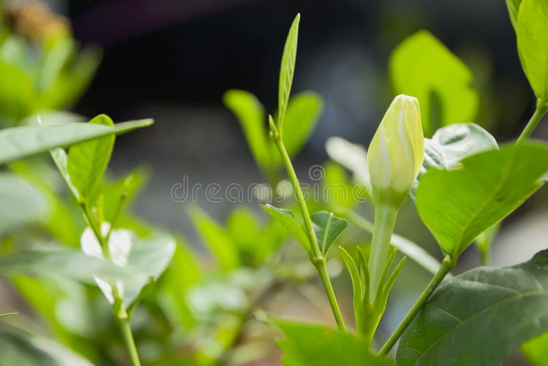 Ervatamia stock photo. Image of gardenia, beautiful, crepe - 78423626