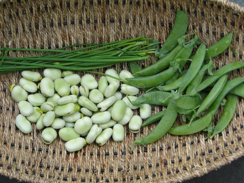 2,181 Fava Fotos - Fotos de Stock Gratuitas e Fotos Royalty-Free Dreamstime