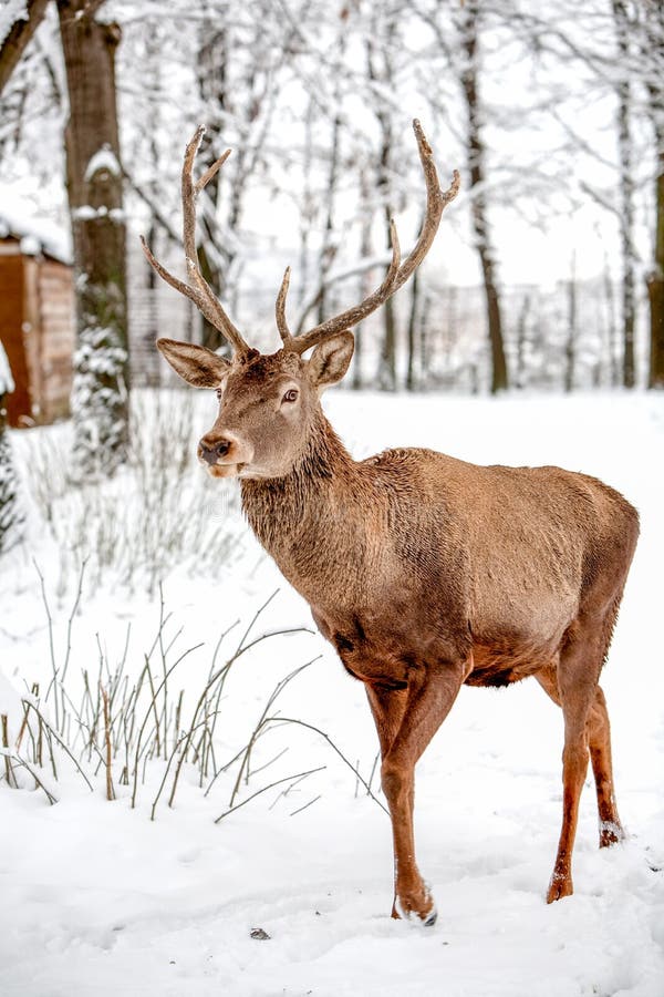Erwachsene Damhirsche Buck Dama Dama Ein Schöner Damhirsch-Hirsch Liegt ...