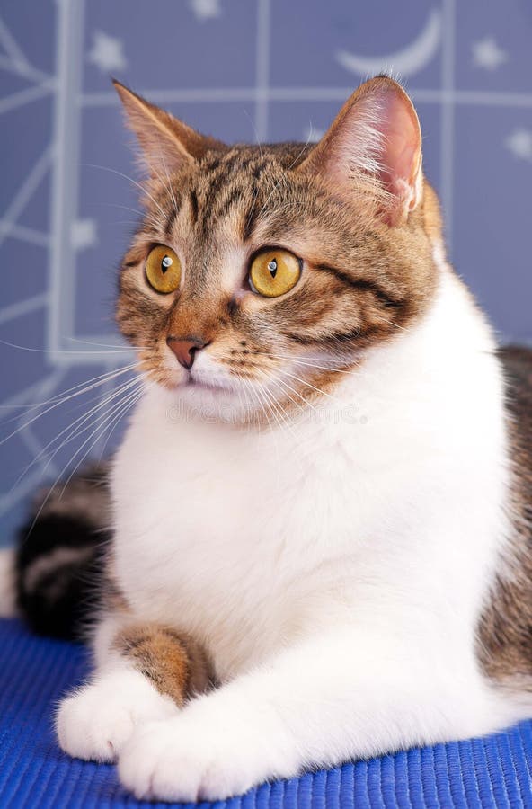 Erwachsene getigerte Katze stockfoto. Bild von entzückend - 40035332