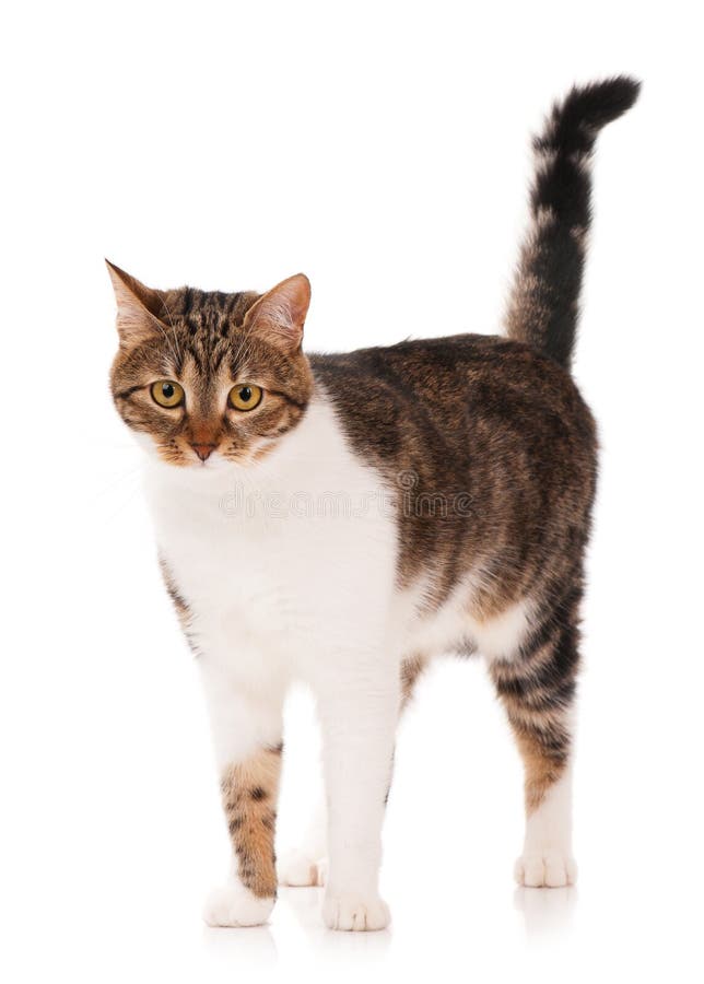 Erwachsene getigerte Katze stockfoto. Bild von reinrassig - 49980656