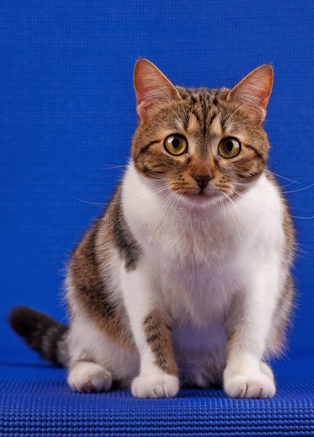 Erwachsene getigerte Katze stockfoto. Bild von reinrassig - 49980656