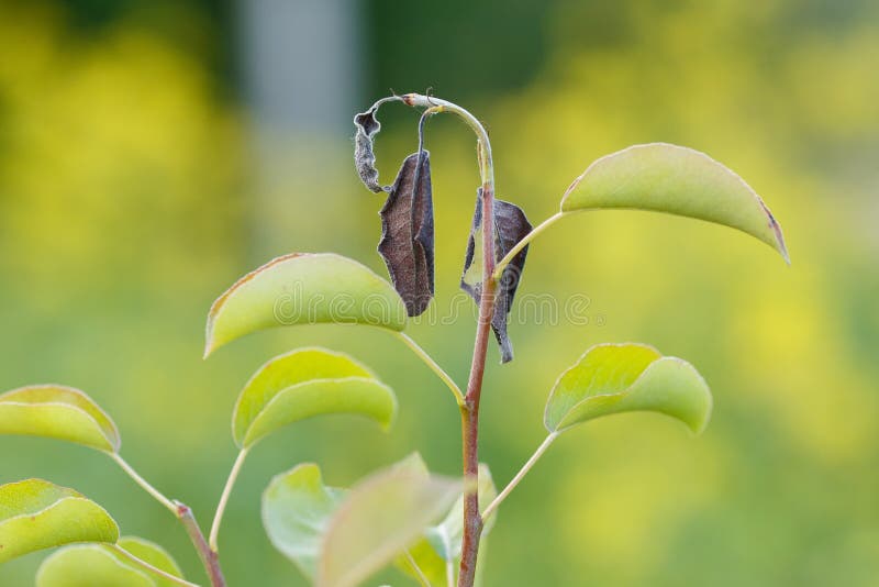 Erwinia Amylovora Bacteria Atacks Fruit Trees Leaves. Disease of Fruit ...