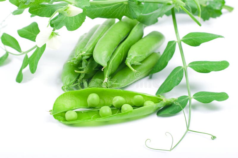 Erwt stock foto. Image of achtergrond, jaarlijks, bloemblaadje - 17183352