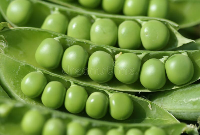Erwt stock afbeelding. Image of voedsel, erwten, voedzaam - 14684421