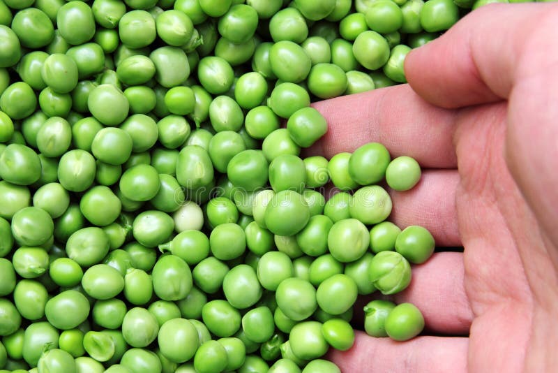 Erwten stock afbeelding. Image of gezond, textuur, graangewas - 66790517