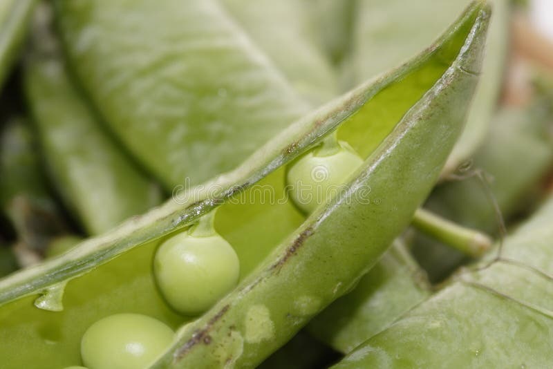 Erwten in de peul stock afbeelding. Image of familie, peulen - 2370459