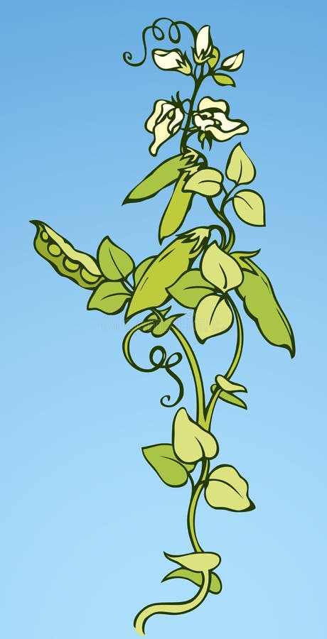 Erwten Vector tekening vector illustratie. Illustration of vrucht ...