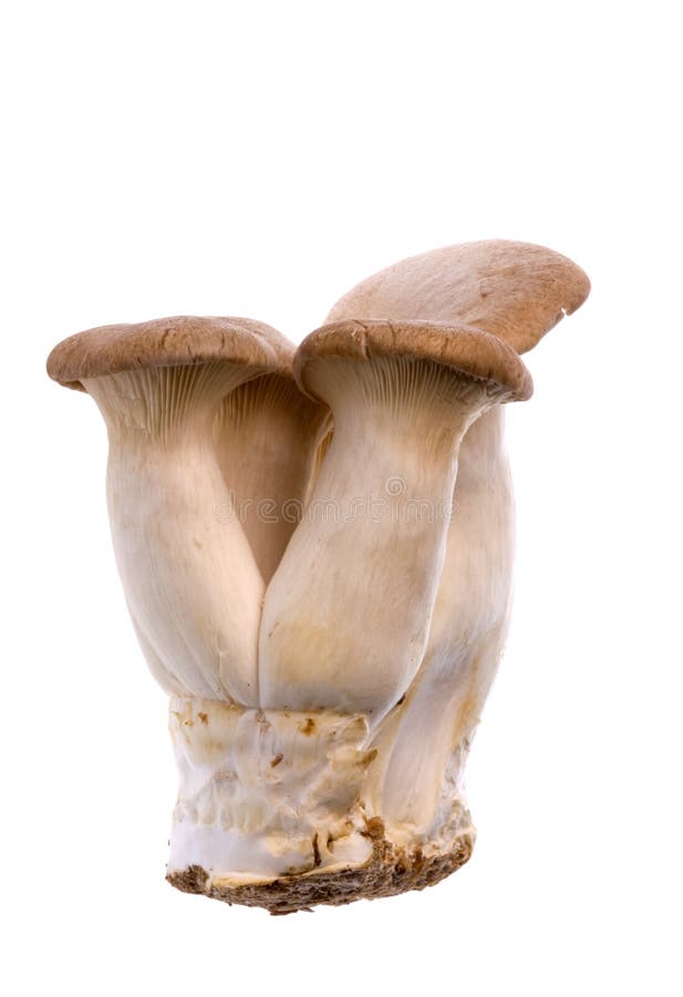 Eryngii Mushrooms Isolated stock photo. Image of organic - 6336840