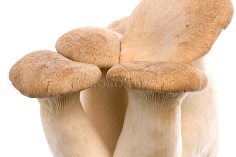 Eryngii Mushrooms Isolated stock photo. Image of health - 6336912