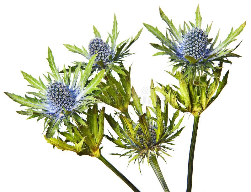 Eryngium Alpinum Distelanlage Stockfoto - Bild von botanik, frech: 22770200
