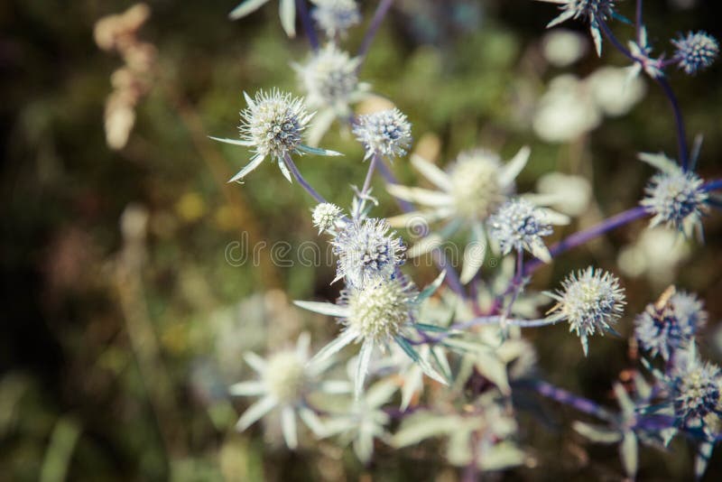 Eryngium plant stock photo. Image of eryngium, garden - 97162362