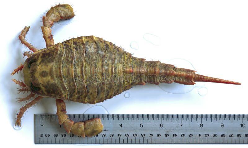 Erypterus Up-Close with Ruler for Scale Stock Illustration ...