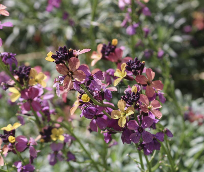 Erysimum. stock image. Image of erysimum, bright, pink - 148055029