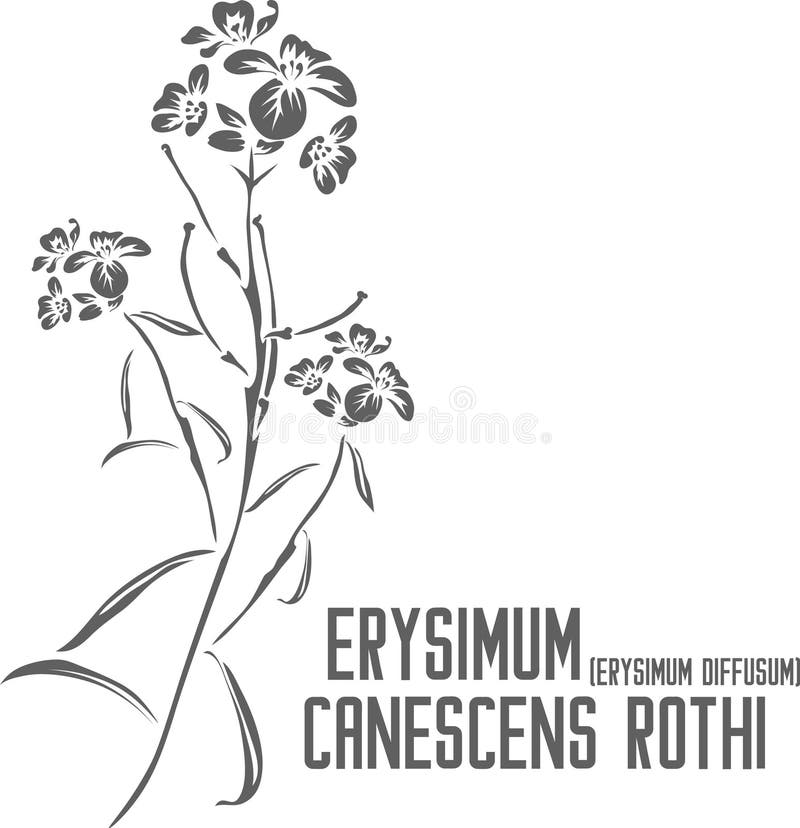 Erysimum Diffusum Plant Silhouette Vector Illustration Stock Vector ...