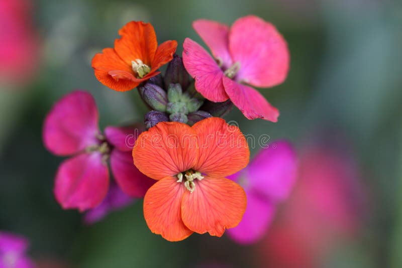 Erysimum wallflower stock photo. Image of islands, bloom - 83901096