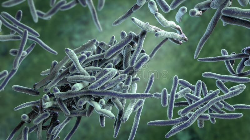 Erysipelothrix Bacteria, 3D Illustration Stock Illustration ...